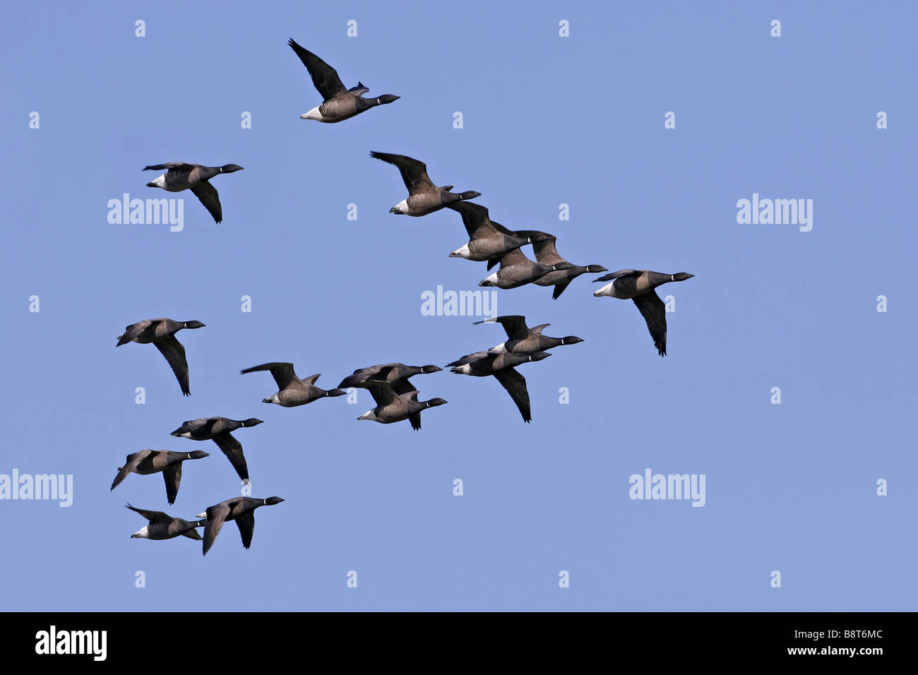 brent goose (Branta bernicla), flying group, Netherlands, Texel Stock ...