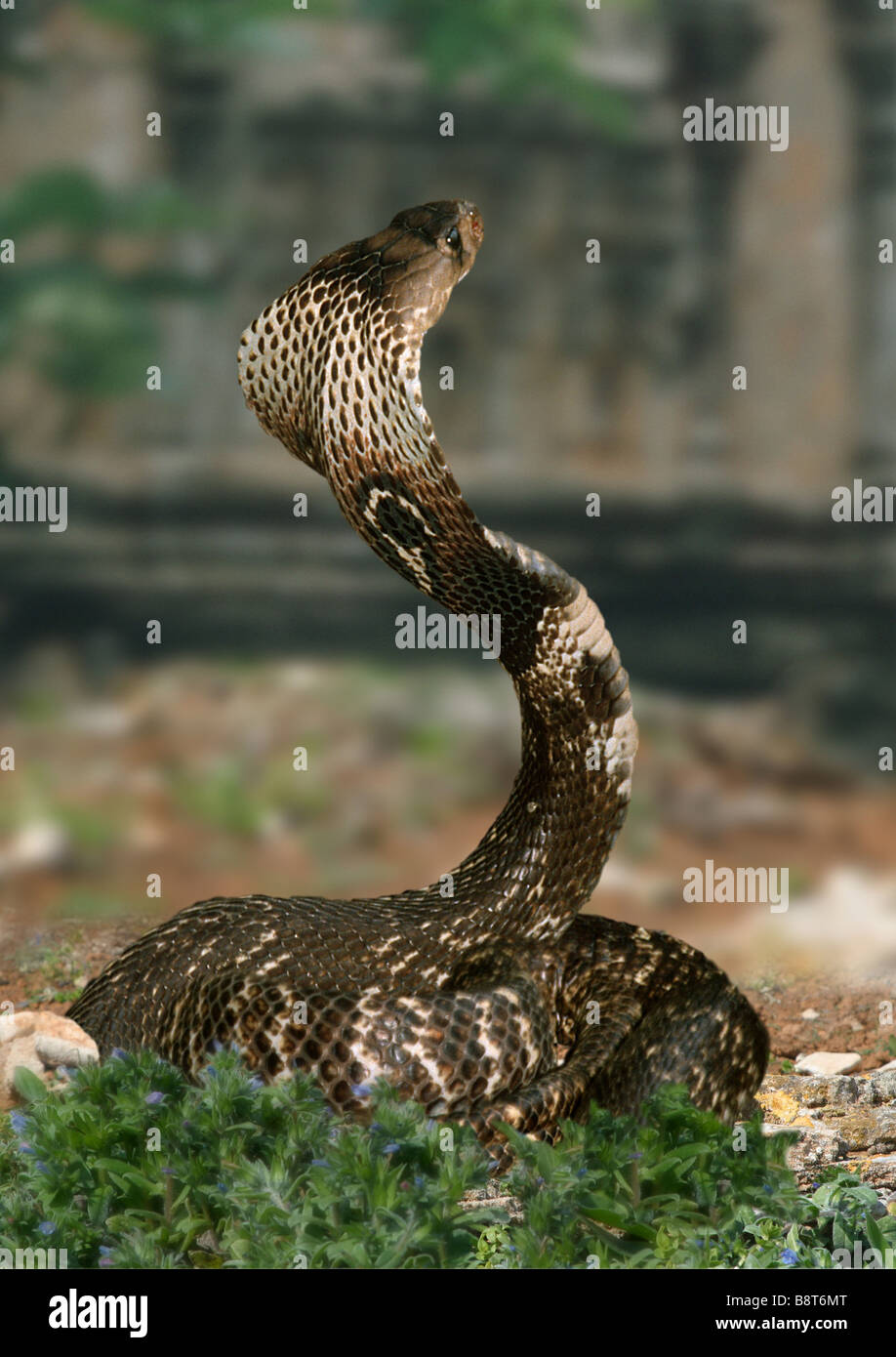Indian cobra naja naja back hi-res stock photography and images - Alamy