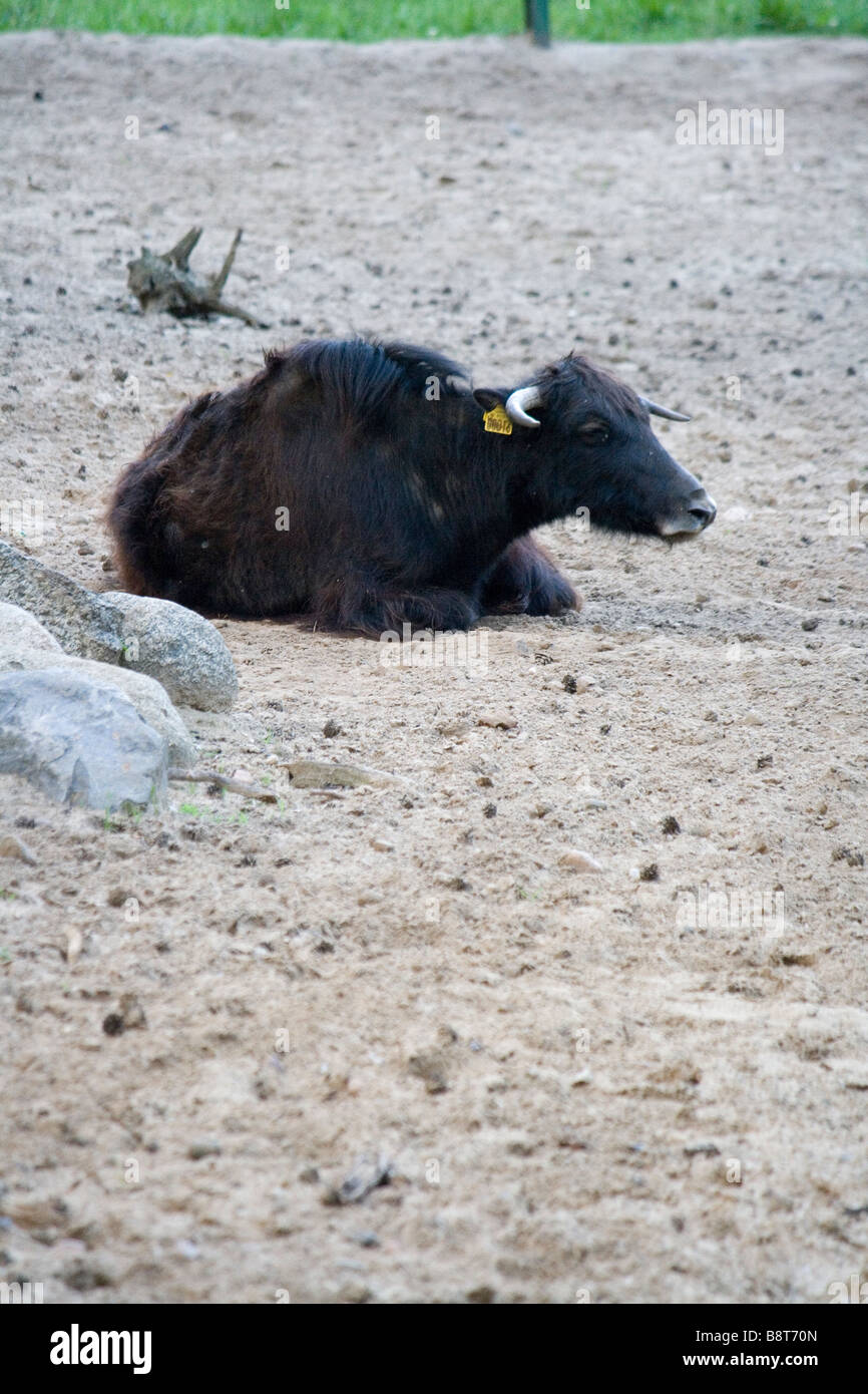 Yak resting on the sand Stock Photo - Alamy