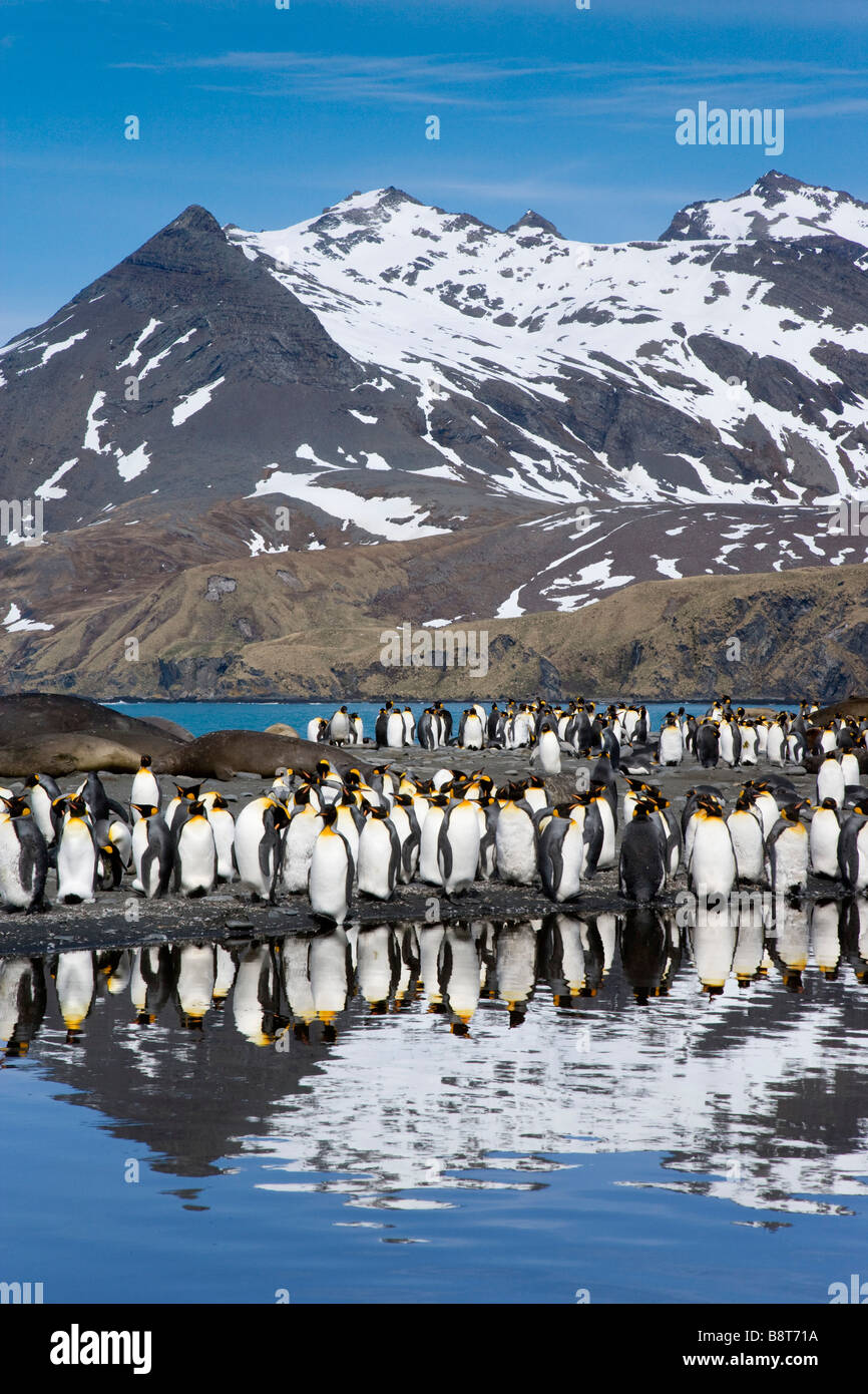 Gold Harbour, South Georgia Island, UK - King Penguins Stock Photo - Alamy
