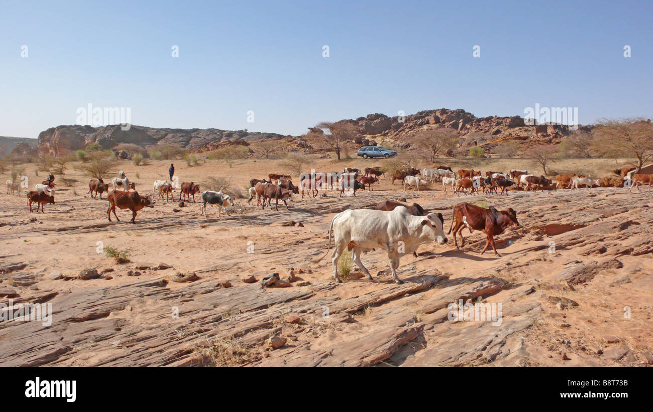 Ayoun hi-res stock photography and images - Alamy