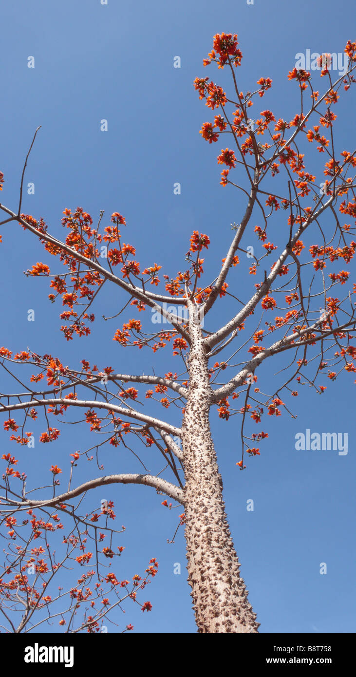 Pink forest flame hi-res stock photography and images - Alamy