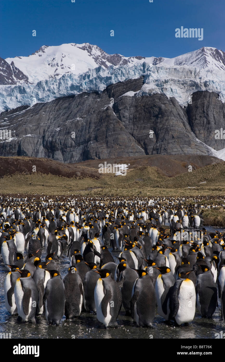 Gold Harbour, South Georgia Island, UK - King Penguins Stock Photo - Alamy