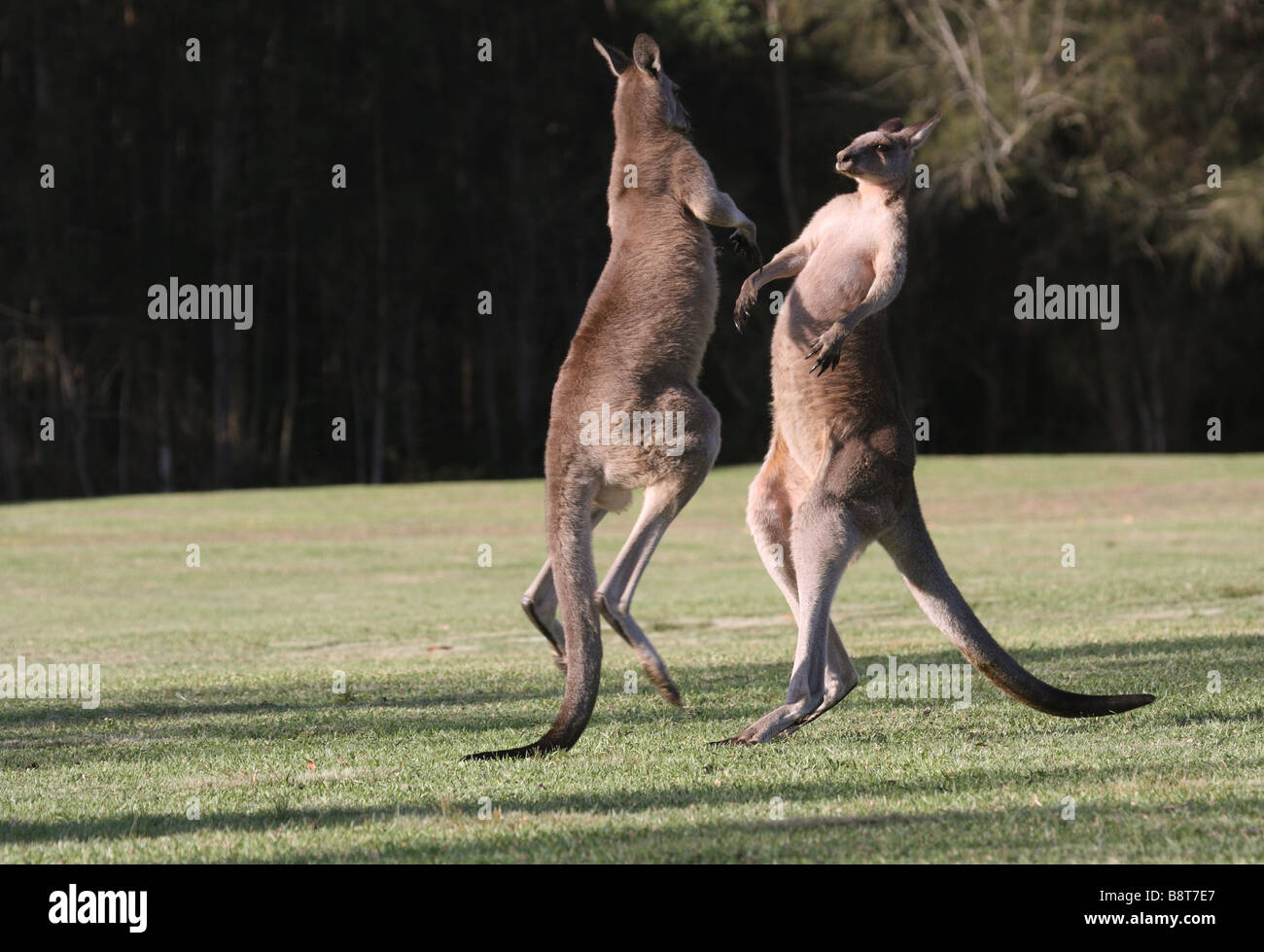 Eastern grey kangaroos fighting Stock Photo - Alamy