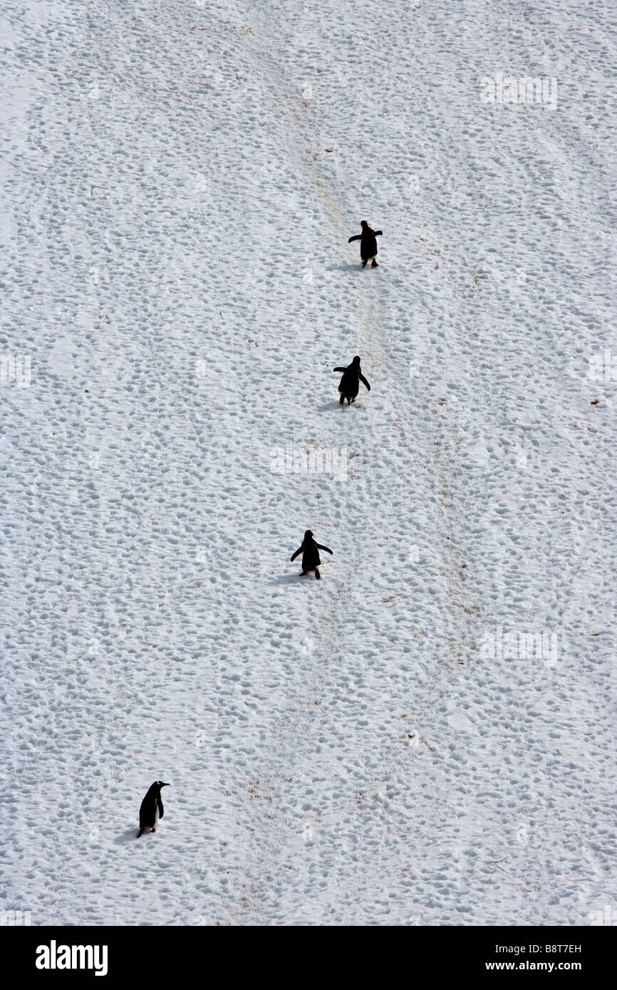 Penguins climb hi-res stock photography and images - Alamy