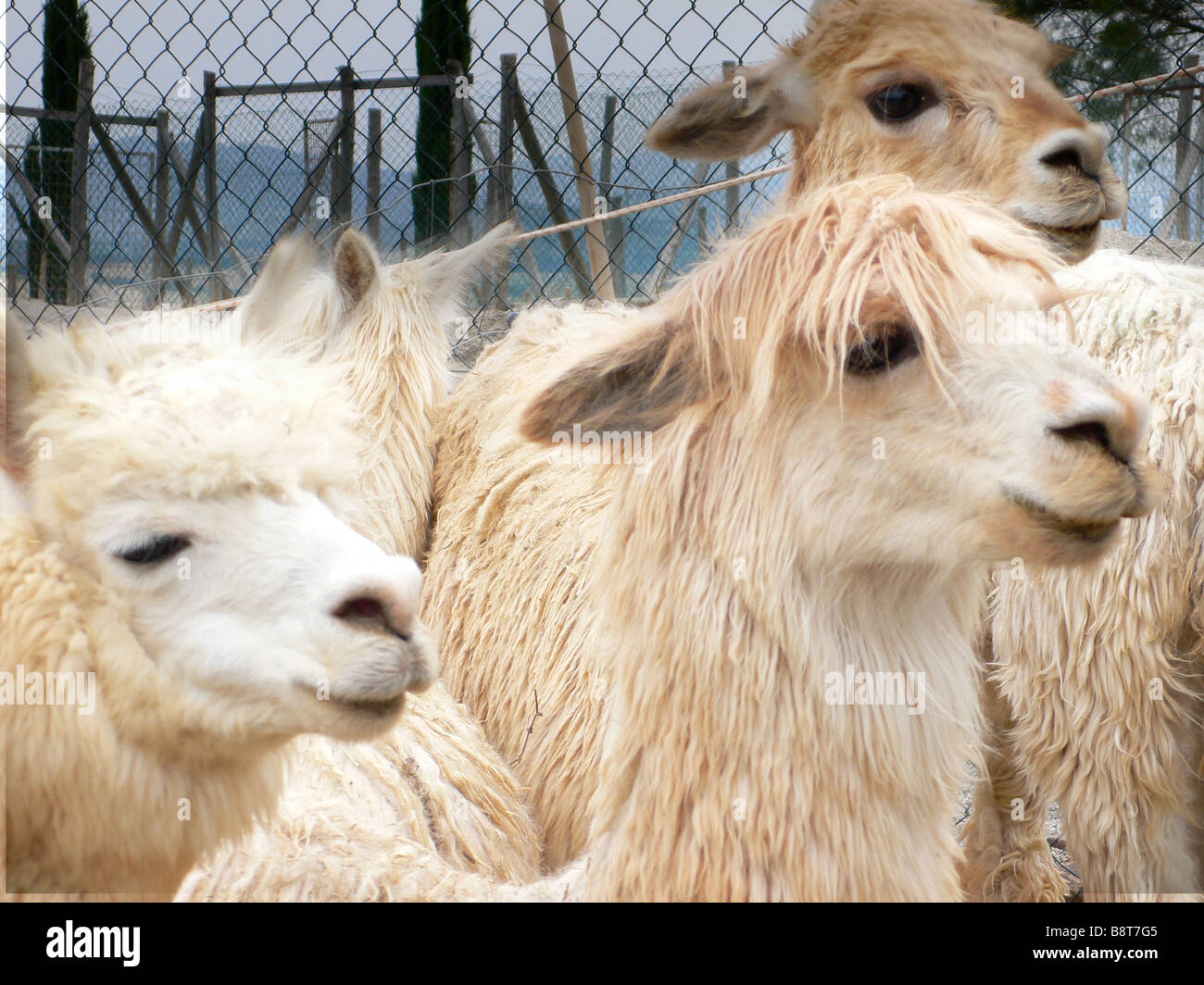 Alpaca farm italy hi-res stock photography and images - Alamy
