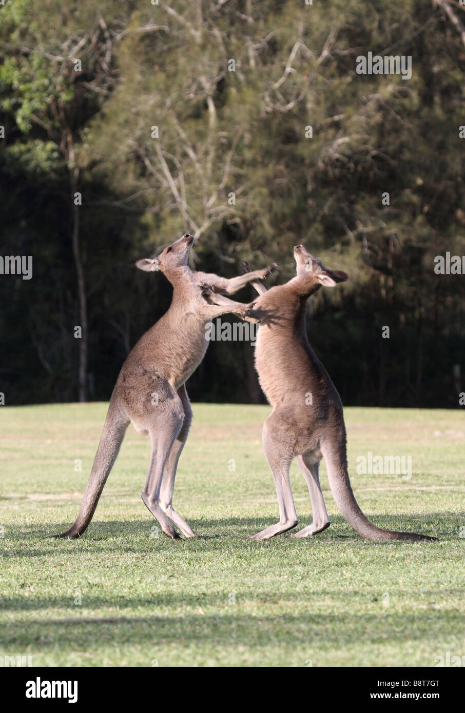 Eastern grey kangaroos fighting Stock Photo - Alamy