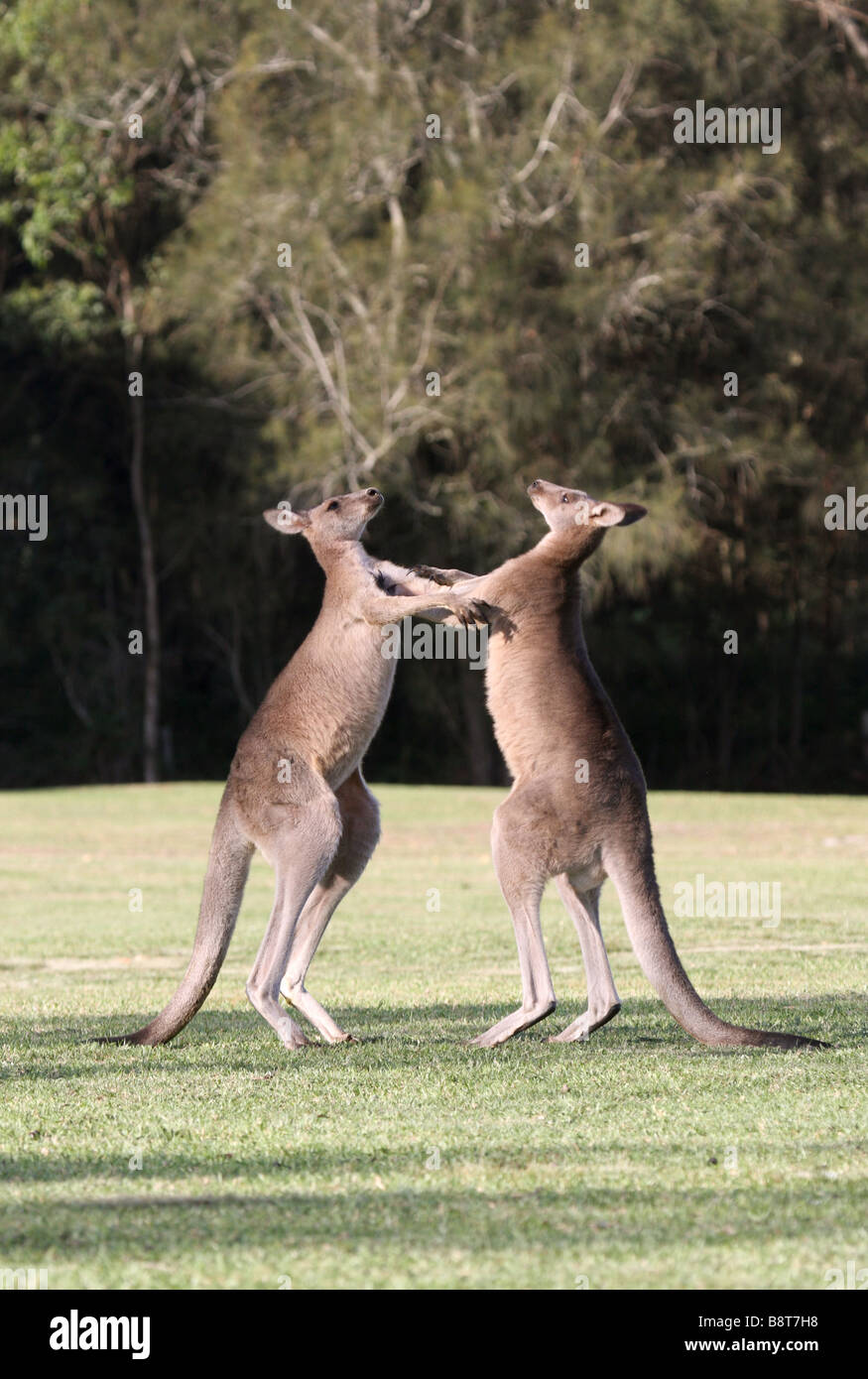 Kangaroos fighting hi-res stock photography and images - Alamy