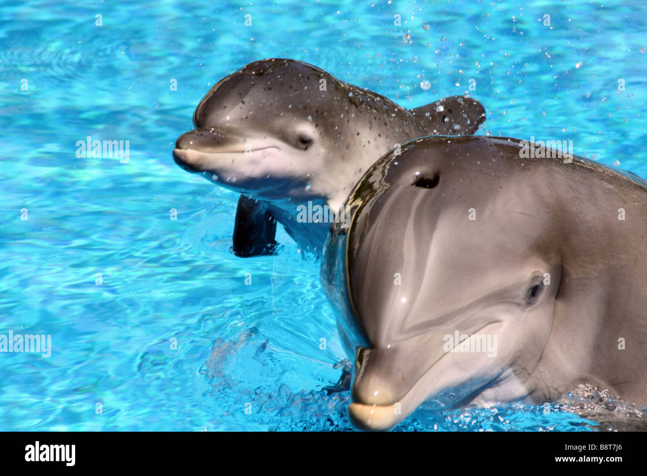 Dolphin with baby dolphin Stock Photo - Alamy Dolphin with baby dolphin Stock Photo - Alamy