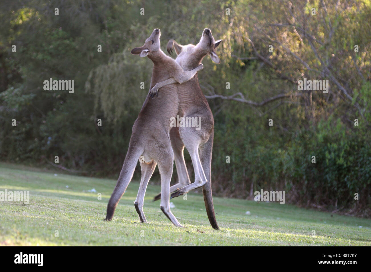 Kangaroos fighting hi-res stock photography and images - Alamy