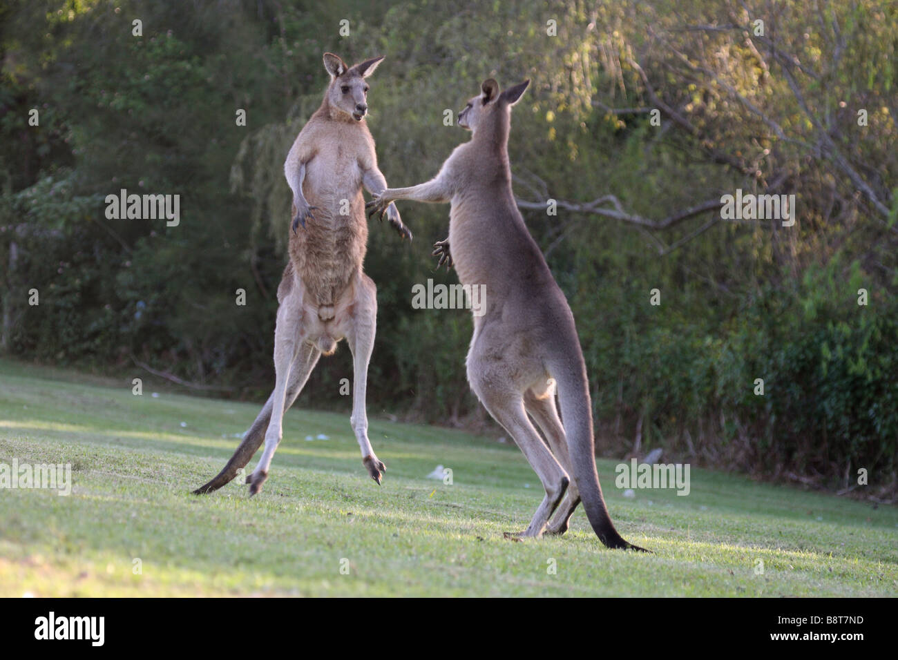 Kangaroos fighting hi-res stock photography and images - Alamy