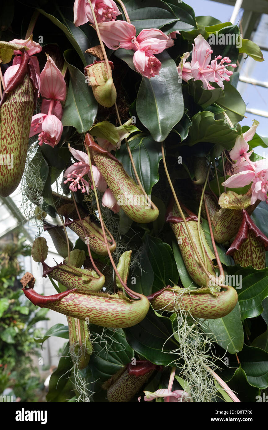 Nepenthes 'Miranda' - Tropical pitcher plant hybrid Stock Photo - Alamy