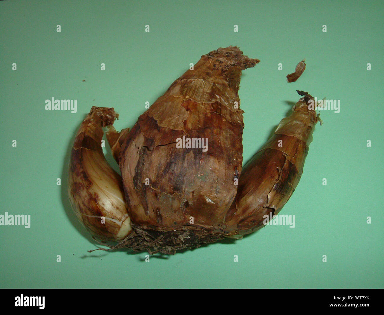 Daffodil bulb showing offsets Stock Photo - Alamy