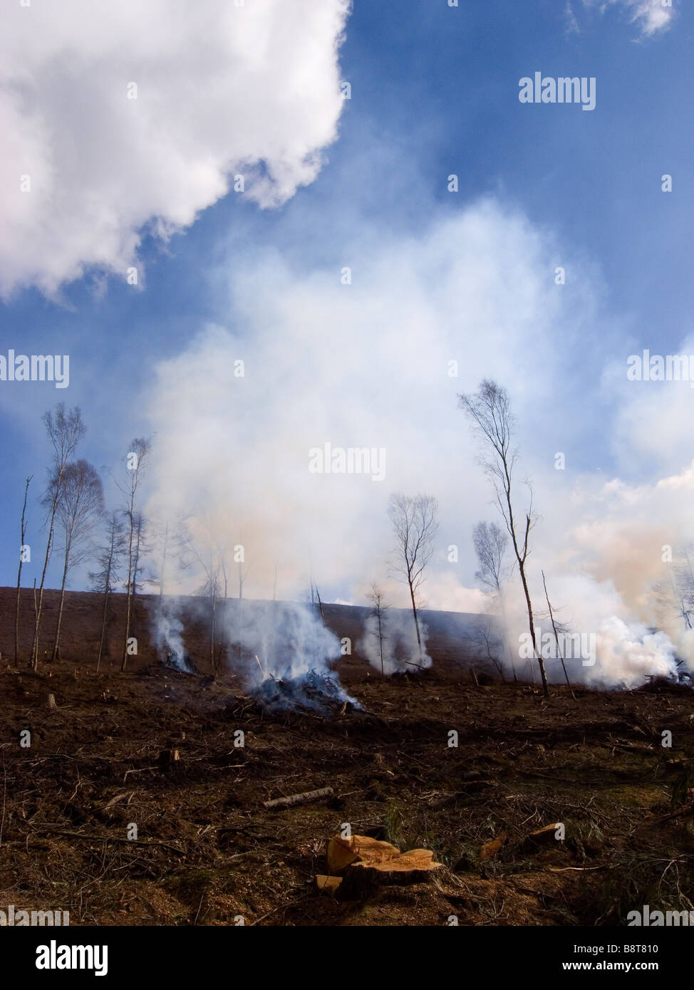 Burning grubbed out roots after clearing conifers from a wood with ...