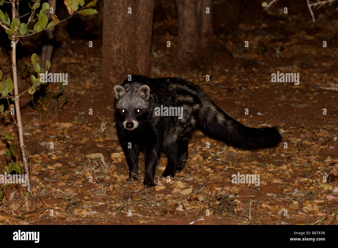 African civet hi-res stock photography and images - Alamy