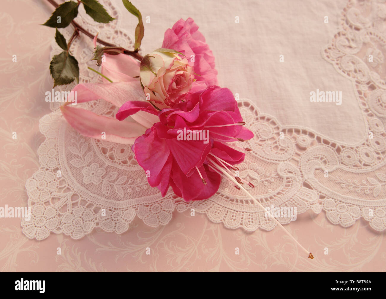 Fuchsia pink rose hi-res stock photography and images - Alamy