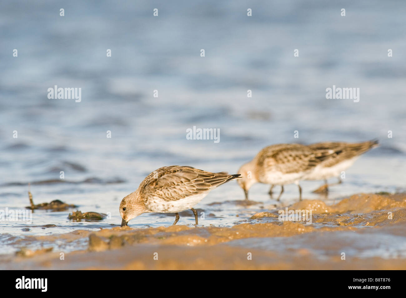 Dunlin feeding in estuary Stock Photo - Alamy