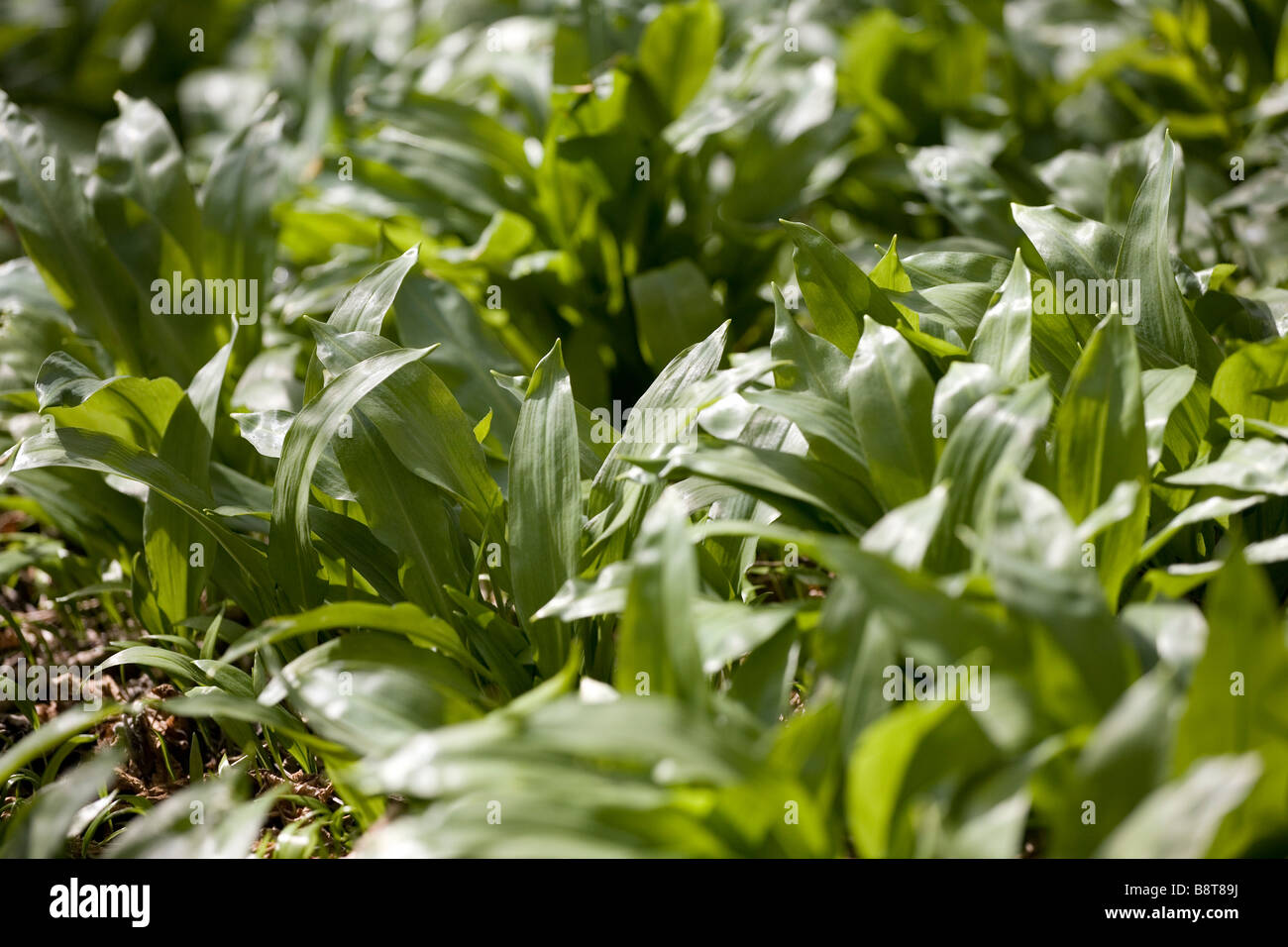 Green Leaves Nature Plant Plants Smell Wild garlic Stock Photo - Alamy