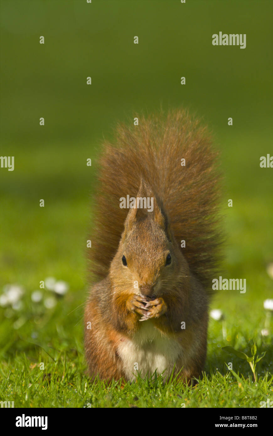 European red squirrel, Eurasian red squirrel (Sciurus vulgaris ...