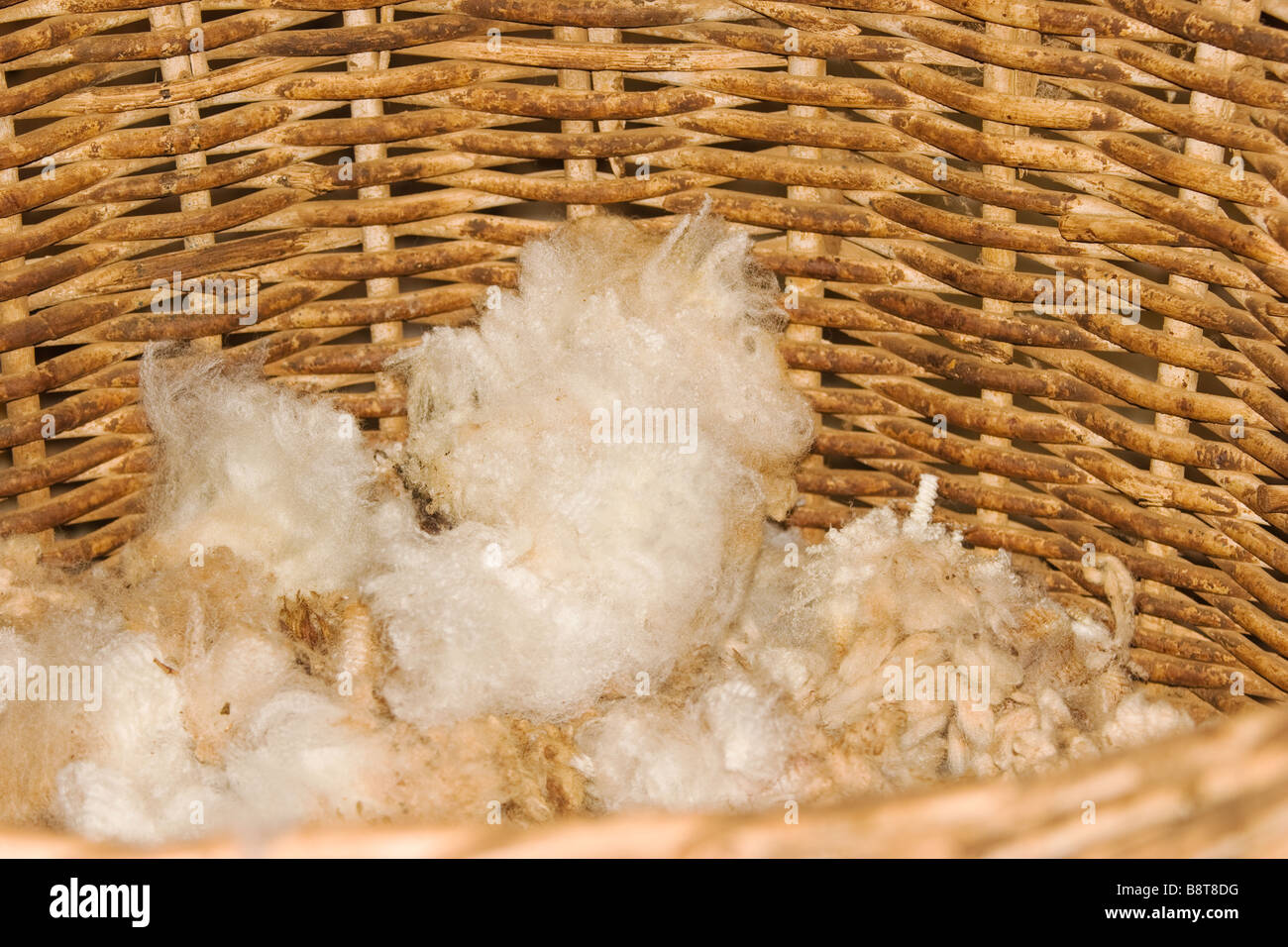 Sheep cane hi-res stock photography and images - Alamy