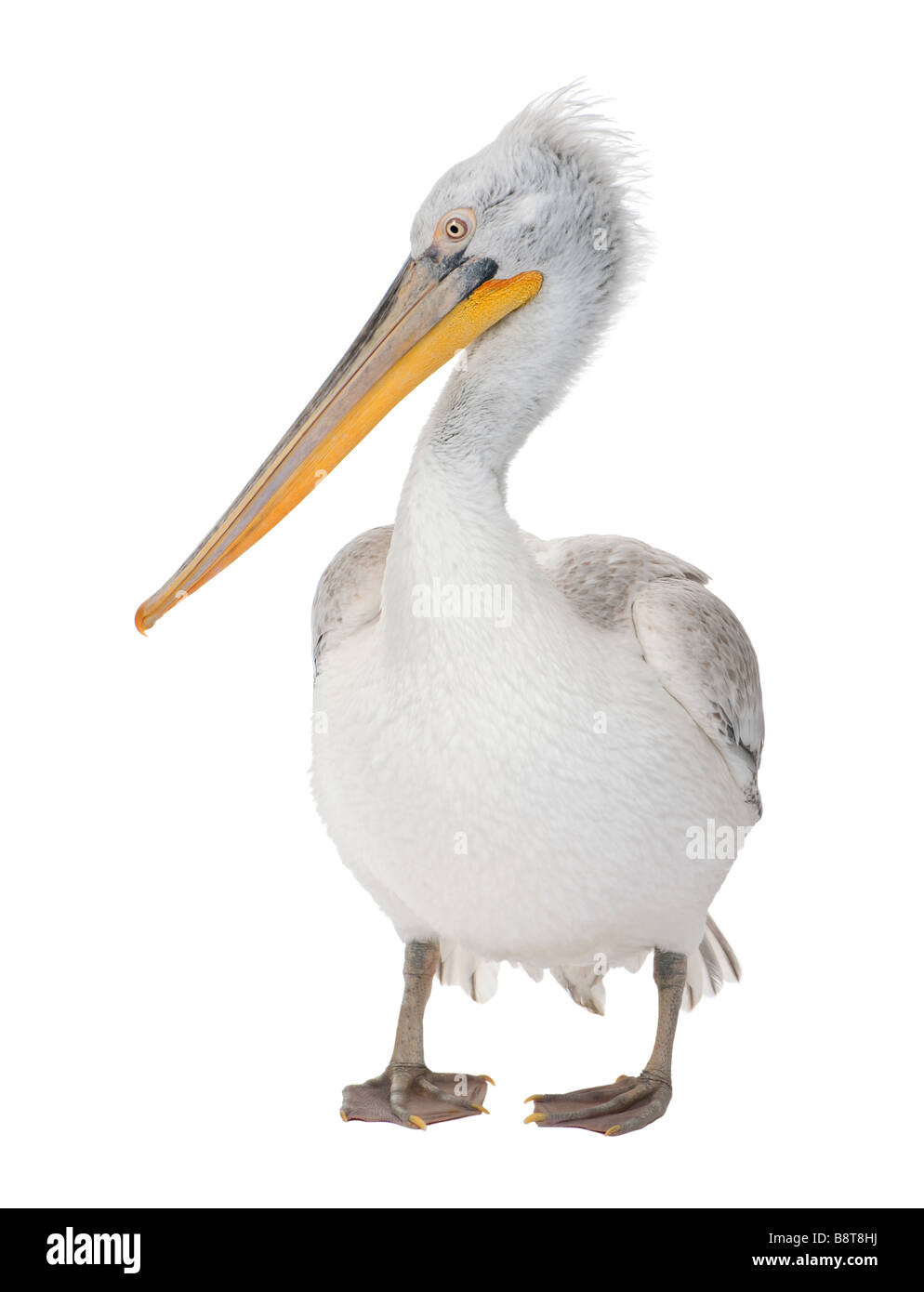 Pelican looking into the camera hi-res stock photography and images - Alamy