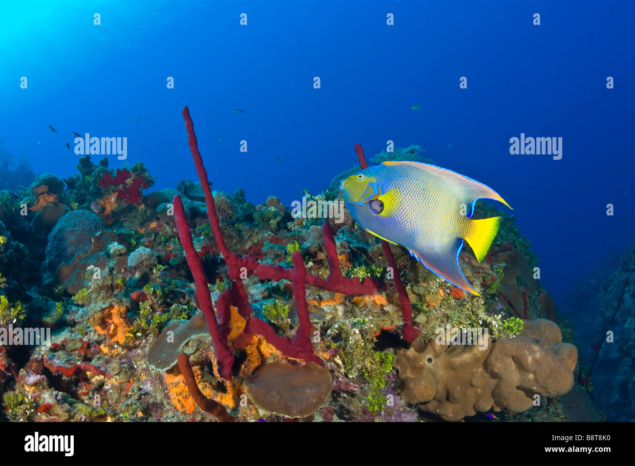 A Queen Angelfish on the reef Stock Photo - Alamy