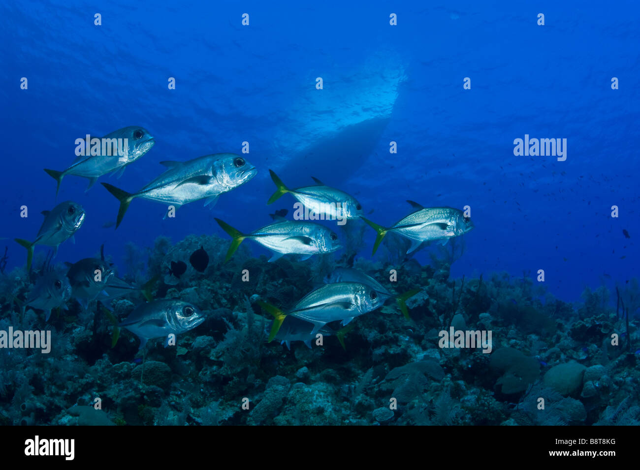 School of Big-eye Jacks with boat silhouette Stock Photo - Alamy