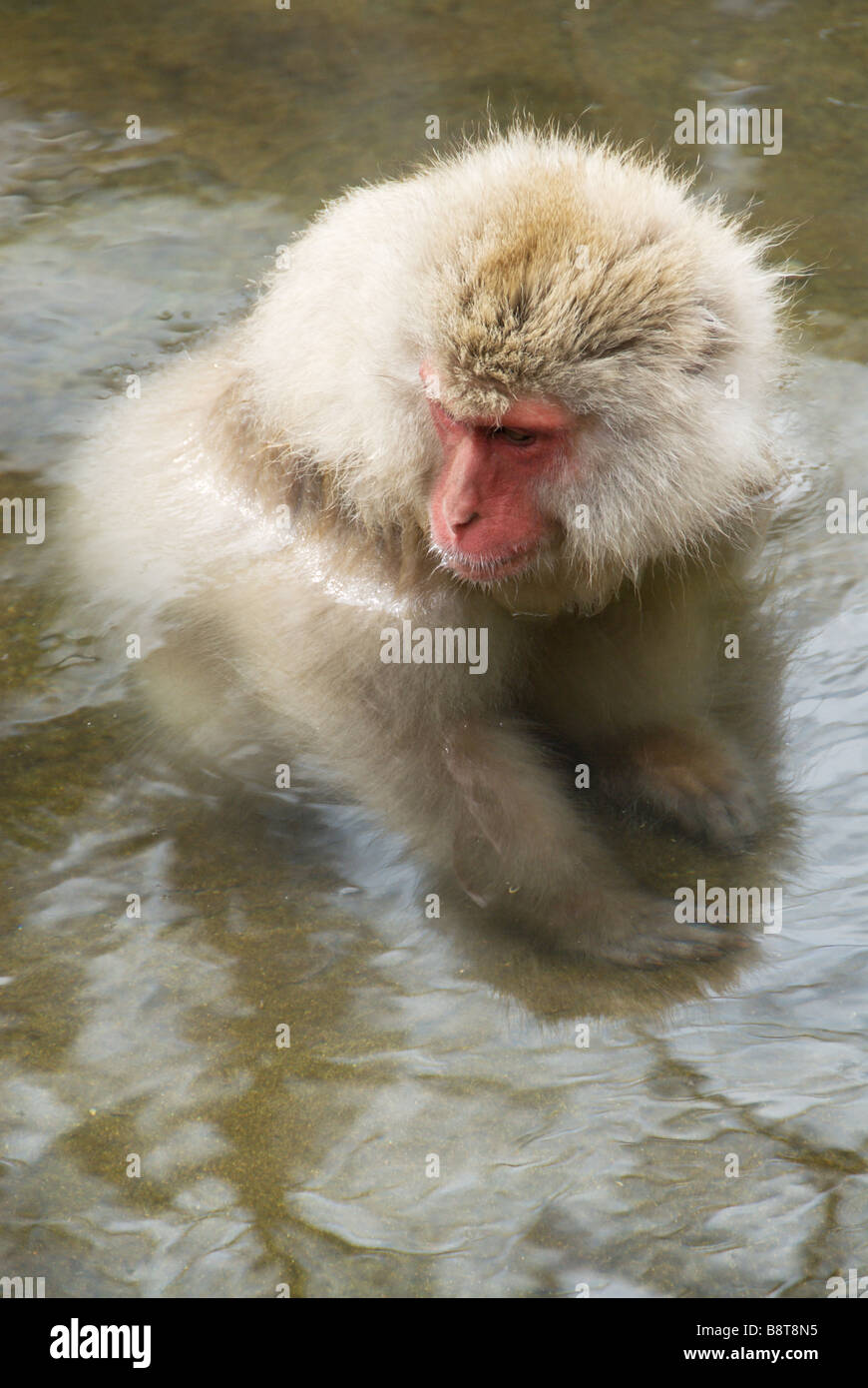 Bathing monkey hi-res stock photography and images - Alamy