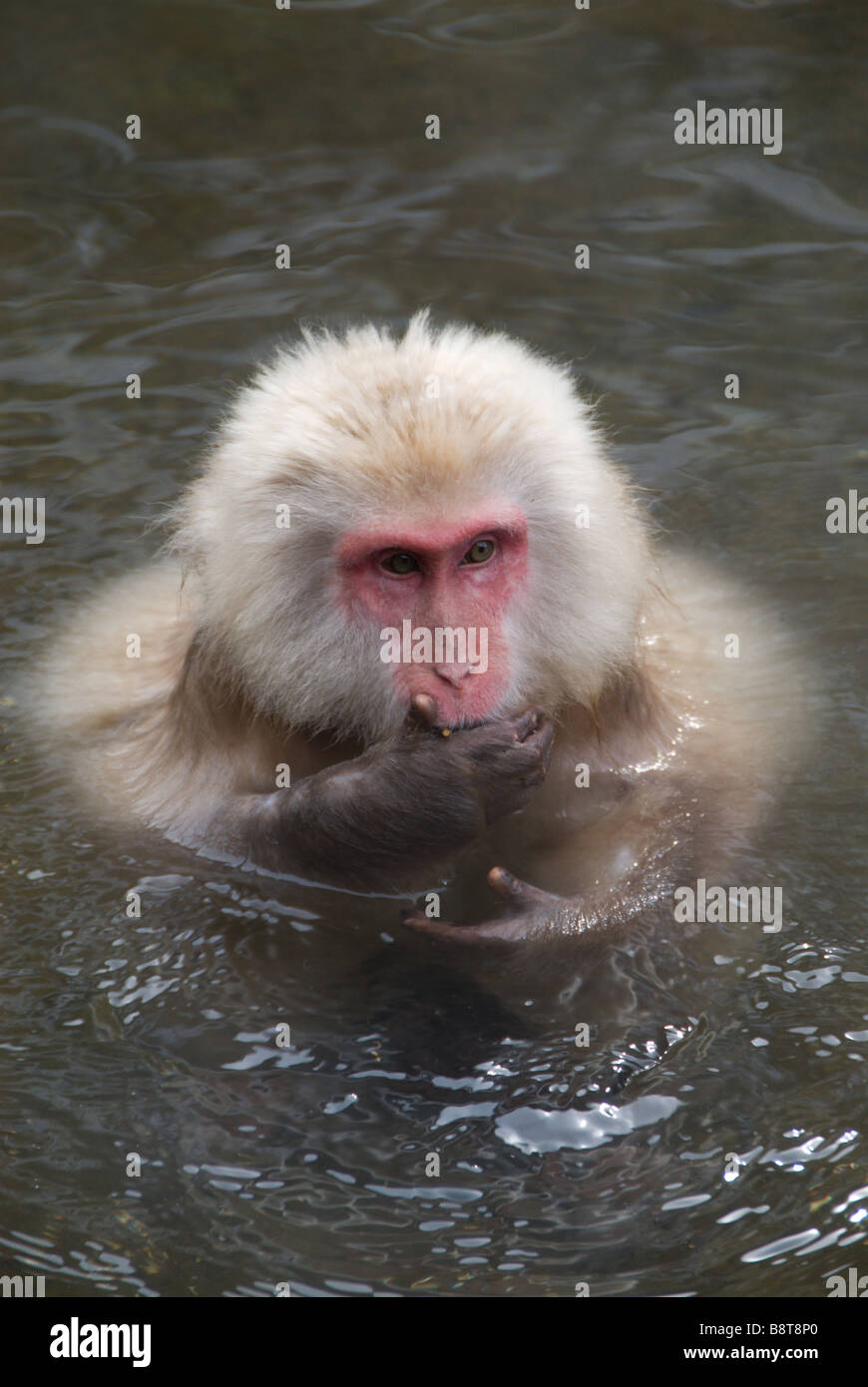 Japanese Macaque (Macaca fuscata), or Snow Monkey, bathing in the hot ...