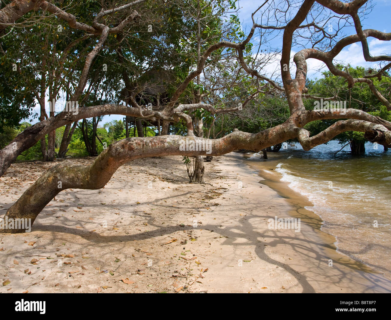 Amazon rainforest brazil river hi-res stock photography and images - Alamy