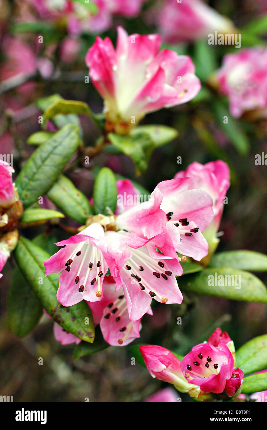 Rhododendron evergreen shrub hi-res stock photography and images - Alamy