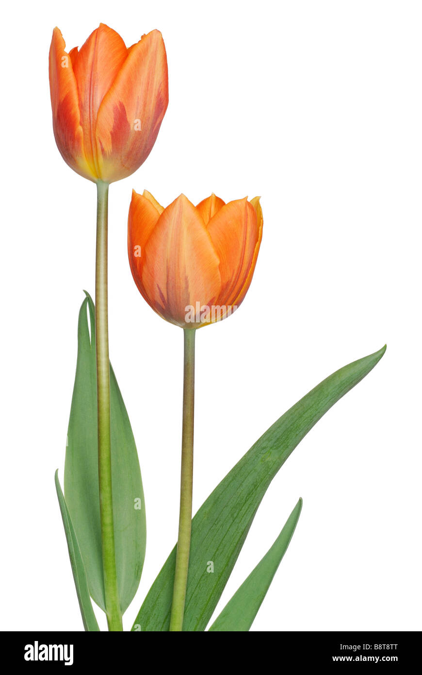 Two tulips isolated on Cut Out Stock Images & Pictures - Alamy