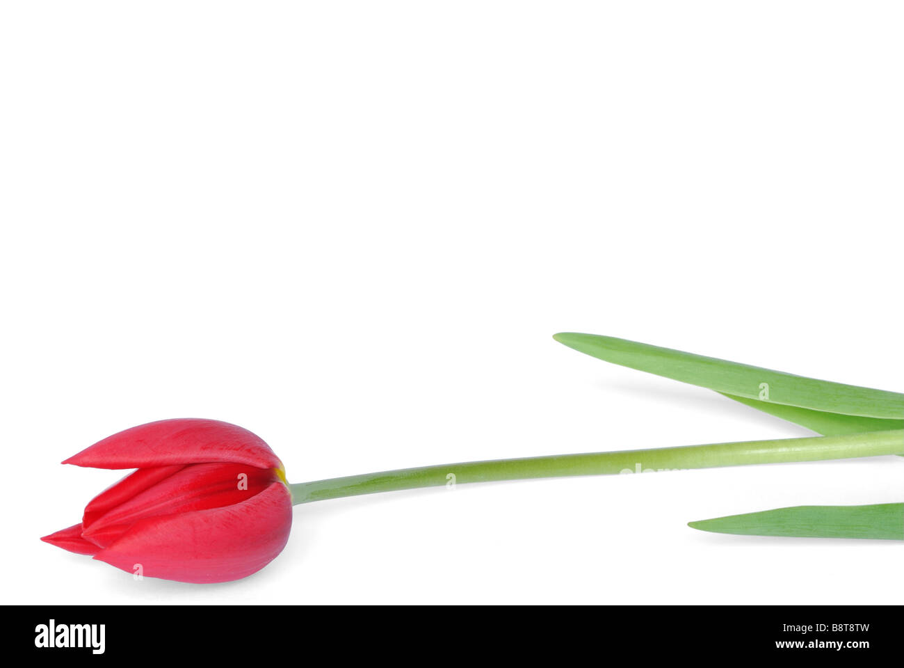 Love tulips Cut Out Stock Images & Pictures - Alamy