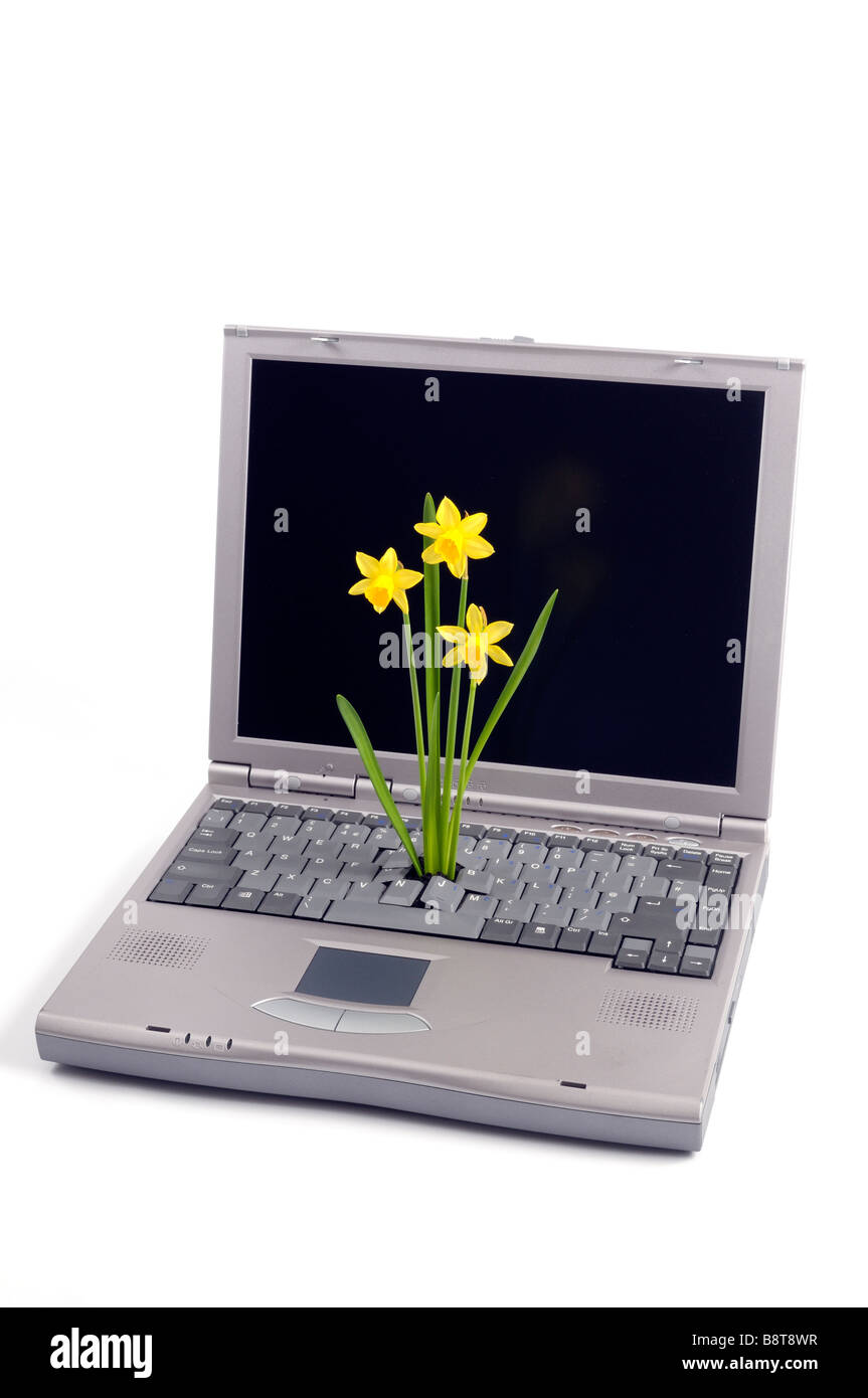 A Laptop computer with daffodils growing out of the keyboard Stock ...