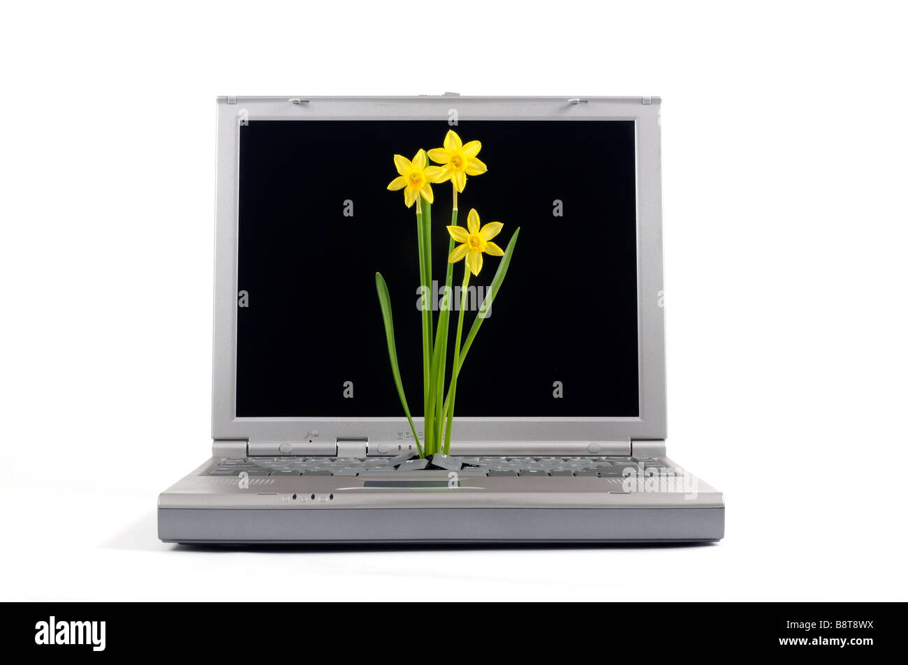A Laptop computer with daffodils growing out of the keyboard Stock ...