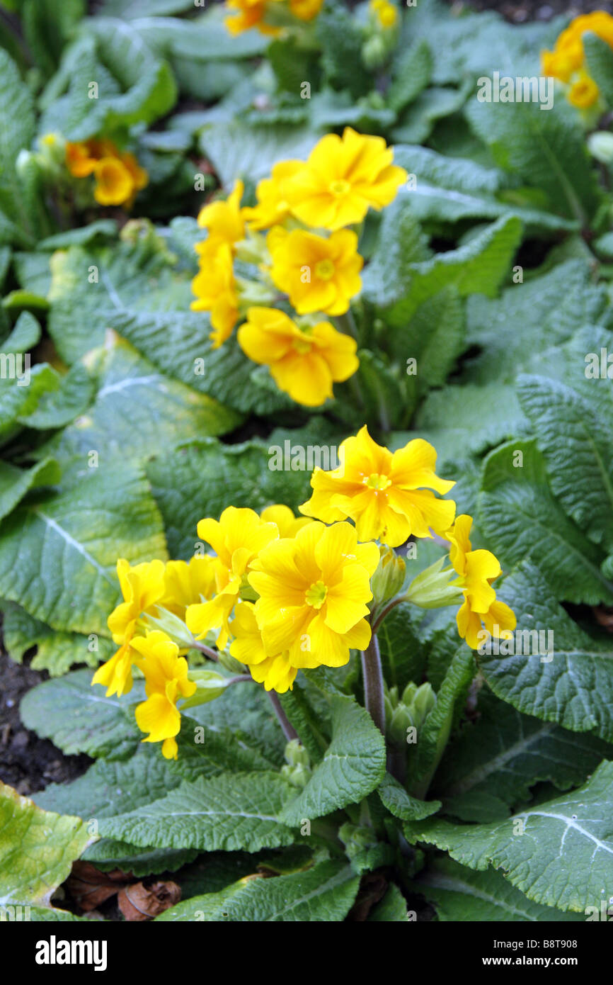 PRIMULA CRESCENDO GOLDEN Stock Photo - Alamy