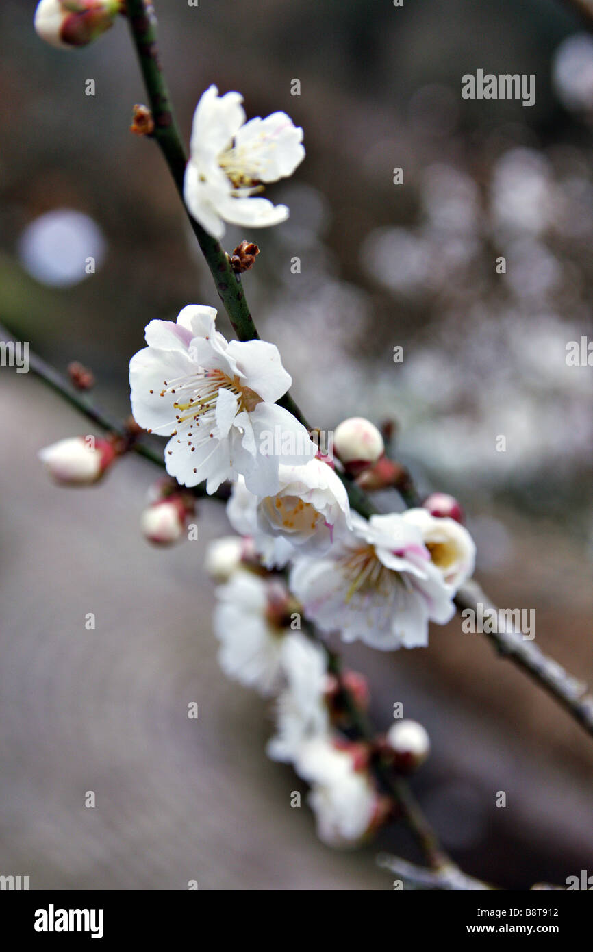 Prunus mume hi-res stock photography and images - Alamy