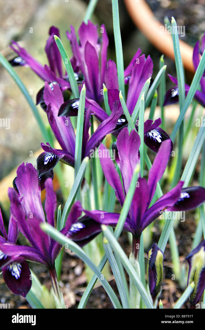 Iris bulb hi-res stock photography and images - Alamy