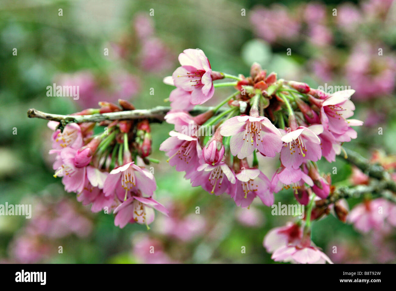 Kursar cherry hi-res stock photography and images - Alamy