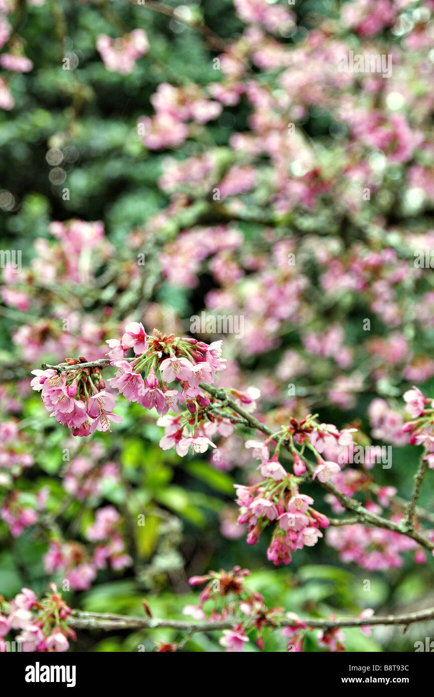 Prunus kursar hi-res stock photography and images - Alamy