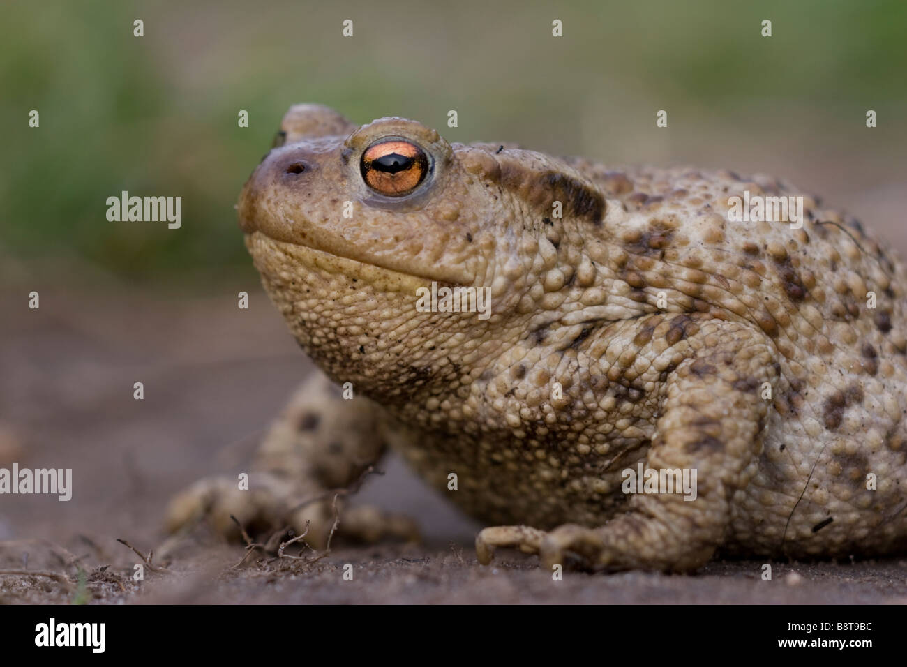 Toad Bufo bufo Stock Photo - Alamy
