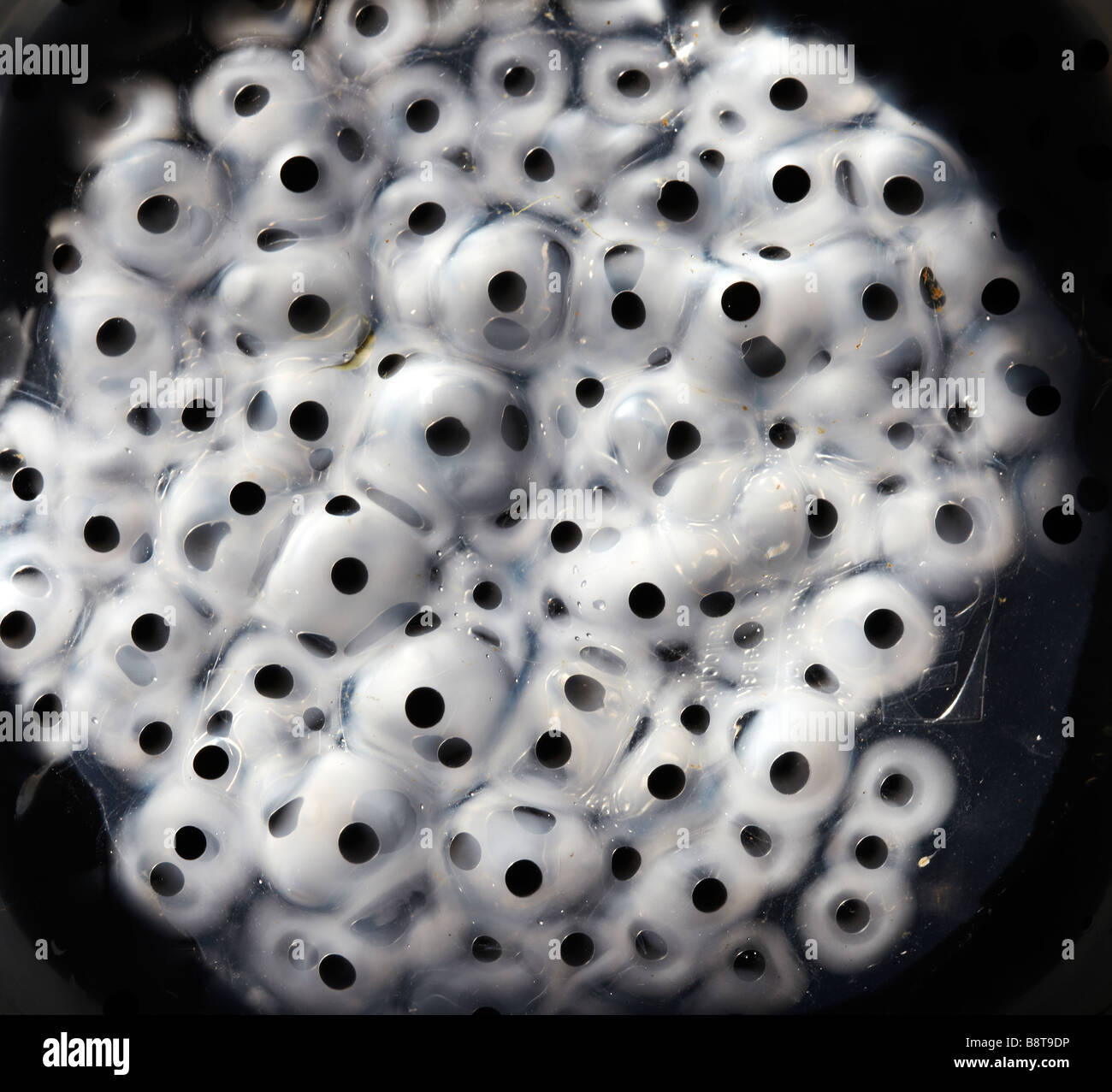 Frogspawn of Common Frog (Rana temporaria) Transilluminated Stock Photo ...