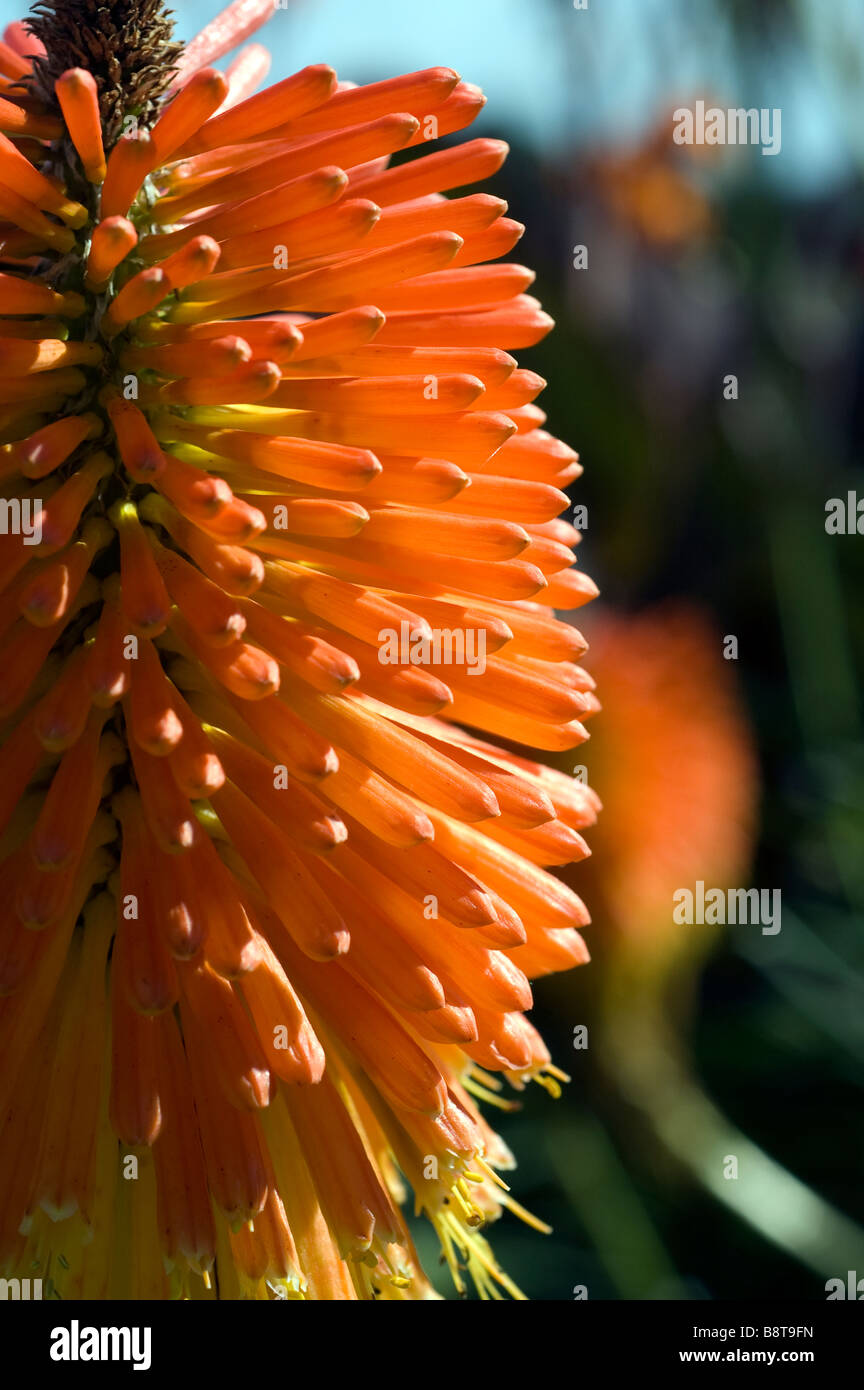 Orange flower in Glorious landscape garden Stock Photo - Alamy