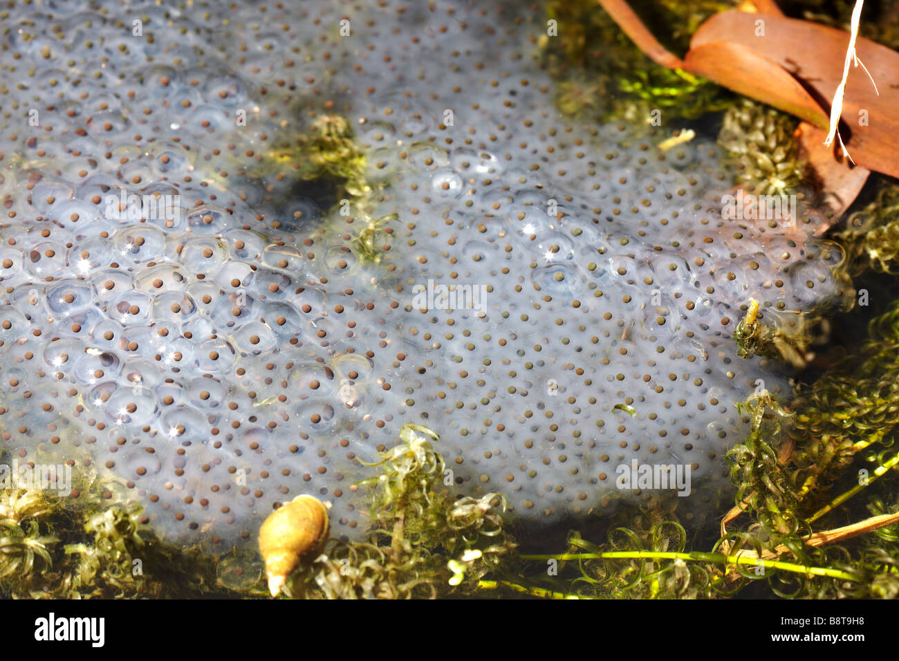 Frogspawn of Common Frog (Rana temporaria) in Garden Pond, in a Garden in Wales, UK Stock Photo ...