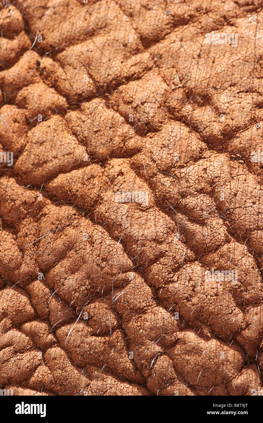 African elephante,skin detail Stock Photo - Alamy