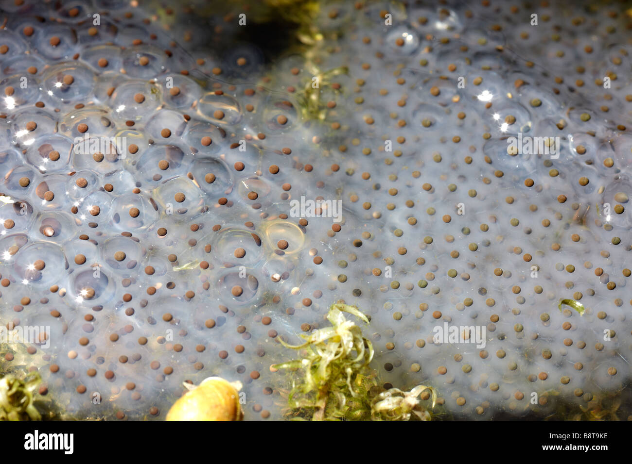 Frogspawn hi-res stock photography and images - Alamy