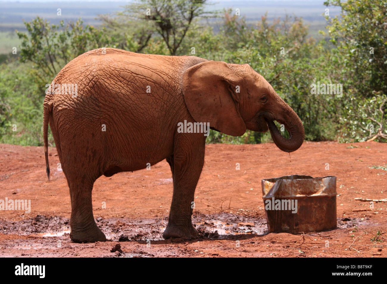 African Elephante, cub in the Nairobi elephant recovery center Stock ...