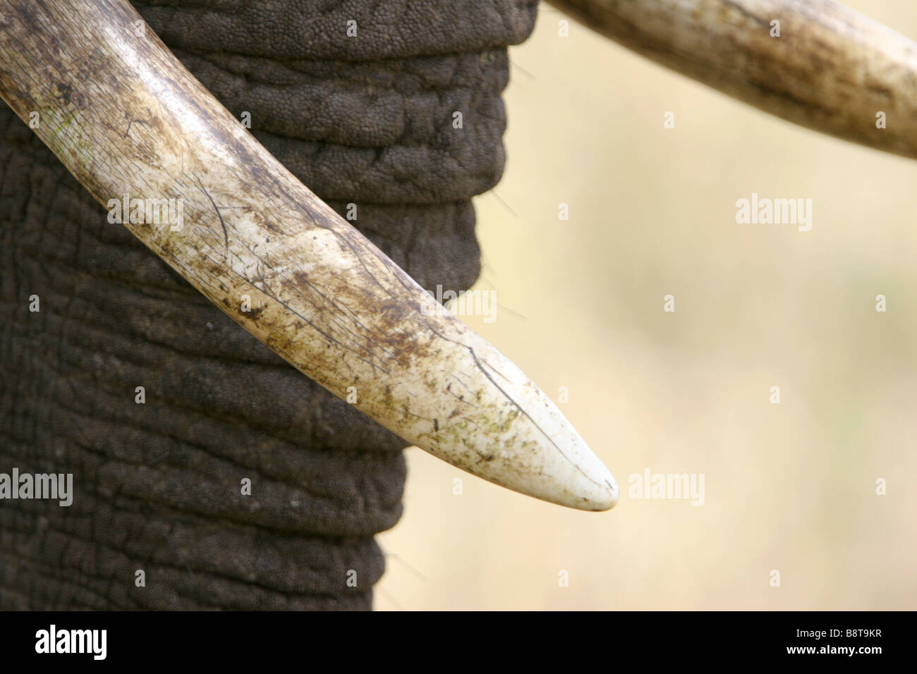 African elephante, detail of ivory tusks Stock Photo - Alamy