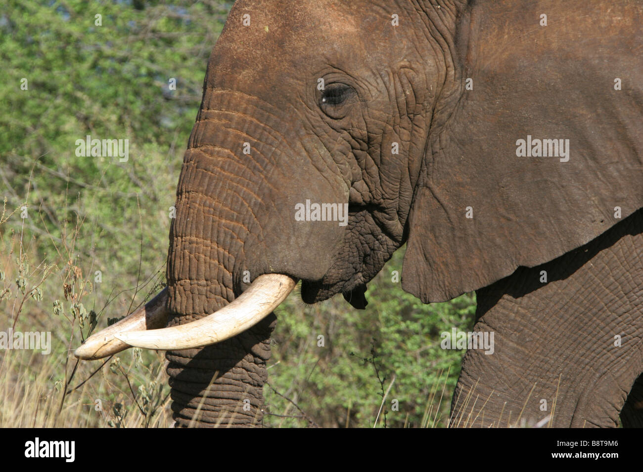 Elephante hi-res stock photography and images - Alamy