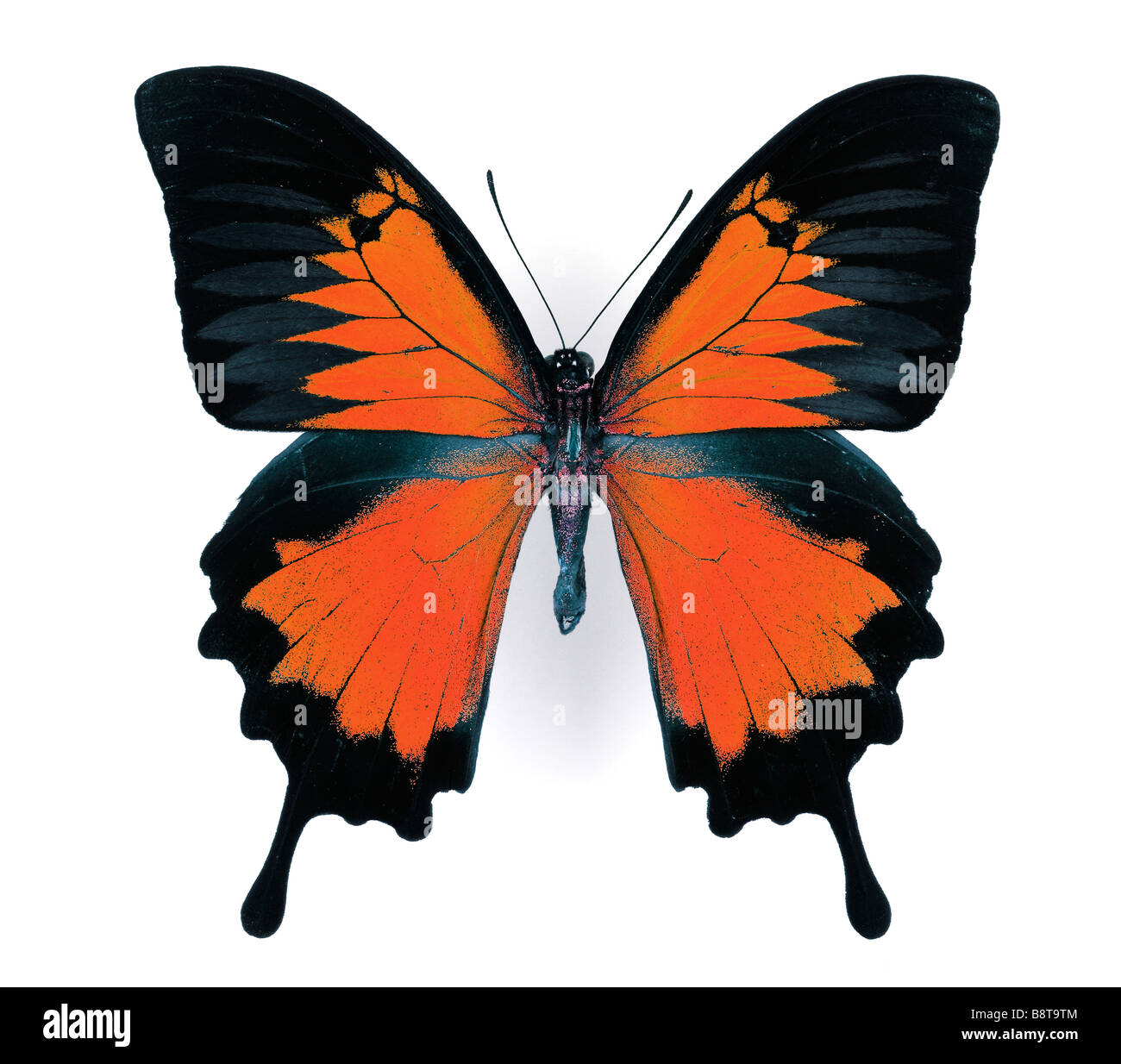 Brilliant blue butterfly Cut Out Stock Images & Pictures - Alamy